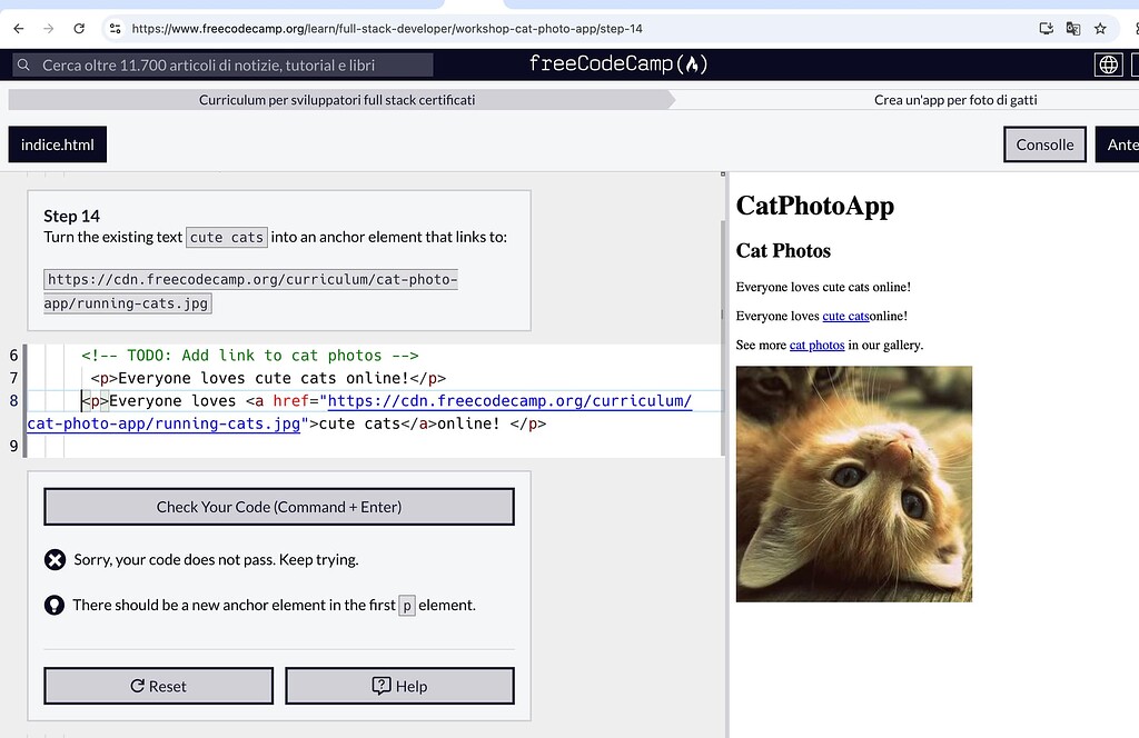 Stuck at step 14 Build a cat photo app - HTML-CSS - The freeCodeCamp Forum