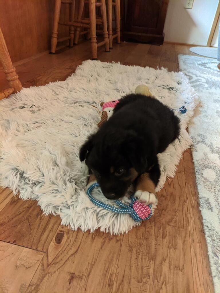 Developer Stream Recap: April 21st, 2021 - General Discussion - Funcom ...