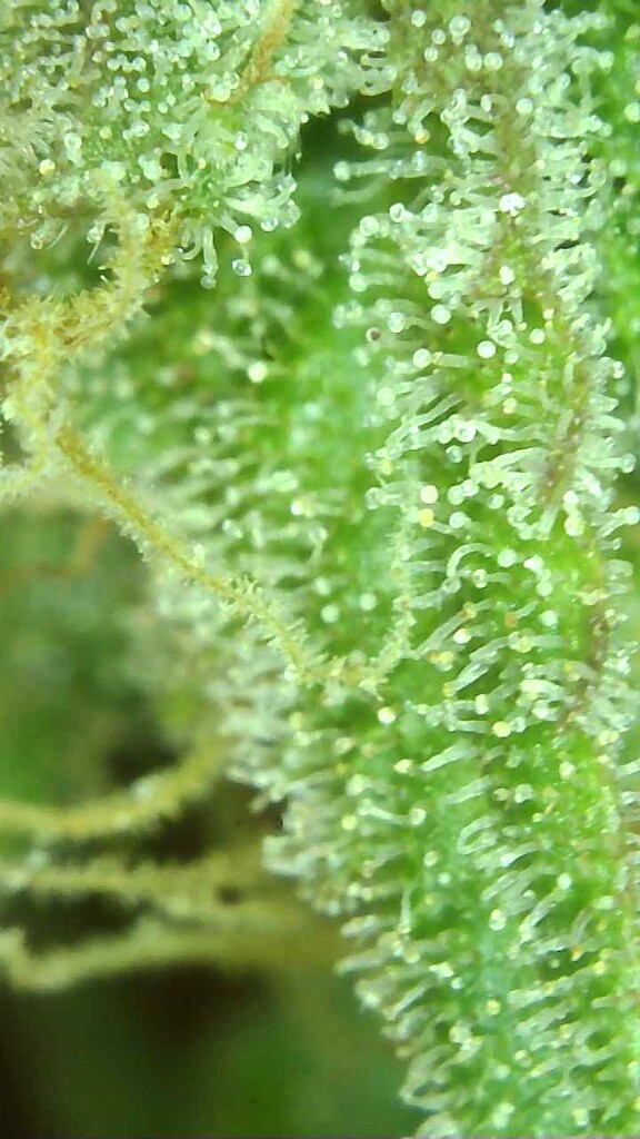 Are these Tricomes ready? (23% Washing Machine Strain) - Harvesting ...