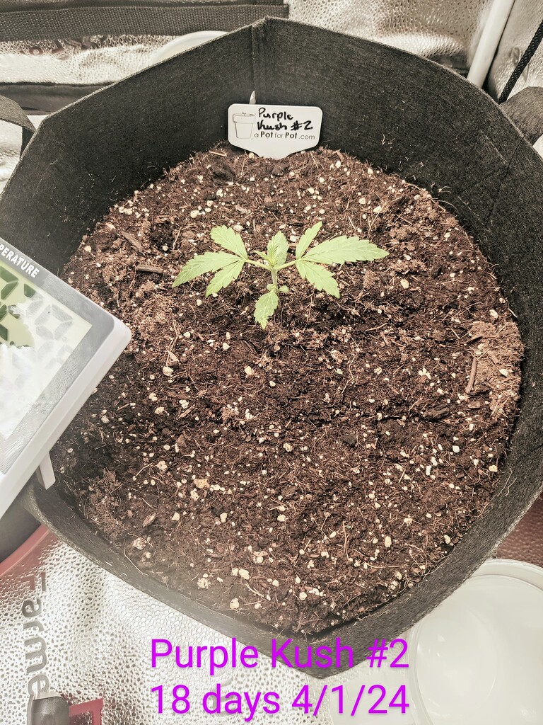Purple Kush autoflower plant looks deformed - Troubleshooting - ILGM Forum Purple Kush autoflower plant looks deformed - Troubleshooting - ILGM Forum