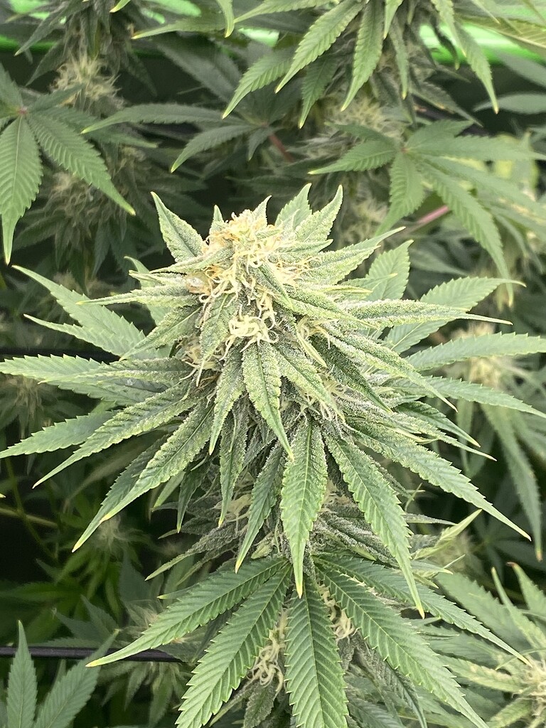 4 weeks flowering 5 weeks since flip - Flowering - ILGM Forum