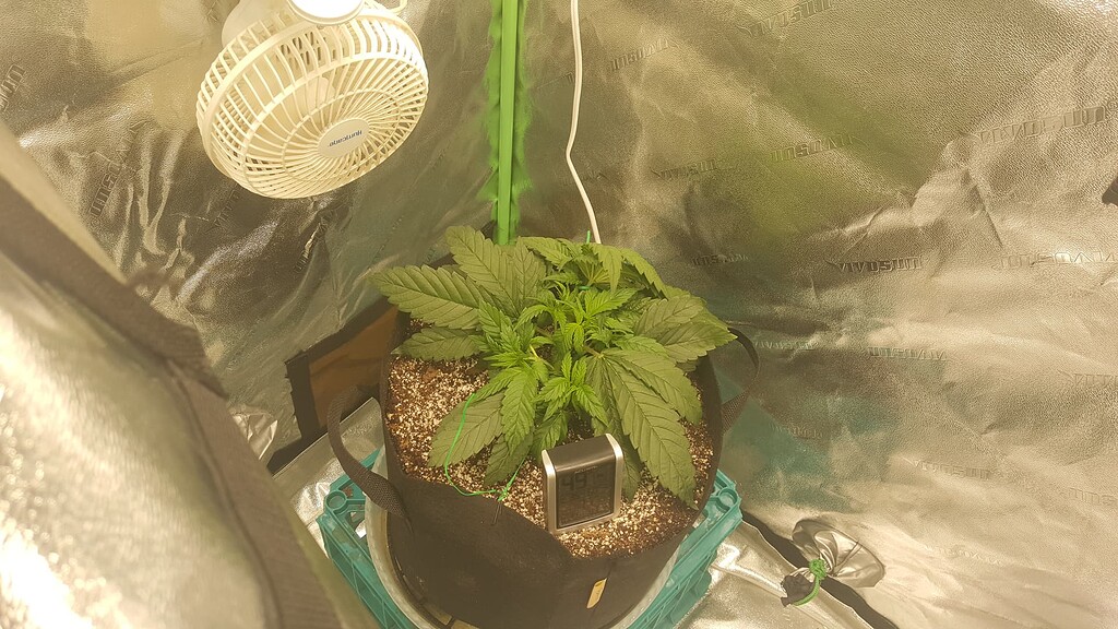 Starting a scrog grow - Grow Journals - ILGM Forum