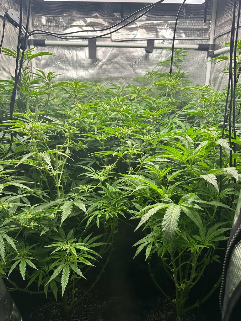 Defoliation advice please - Flowering - ILGM Forum