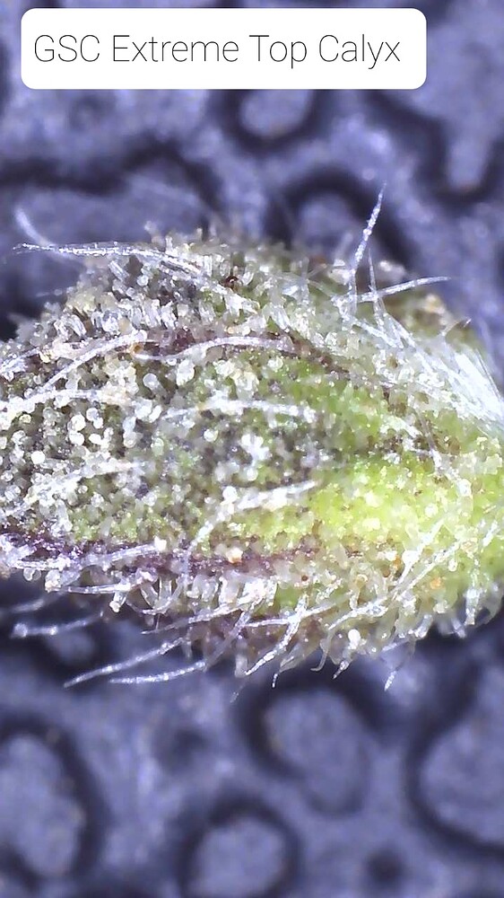 Starting week 9 flower‐see pics, are these done? - Harvesting - ILGM ...