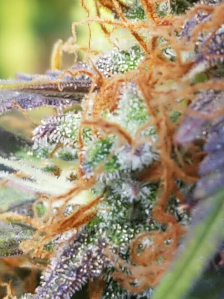 Starting week 9 flower‐see pics, are these done? - Harvesting - ILGM ...