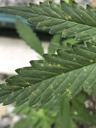 Experience with rust fungus - Diseases - ILGM Growers Forum | Free ...