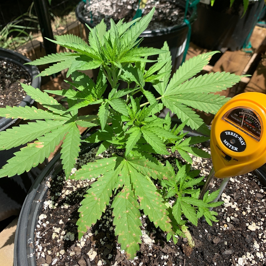 Help needed to diagnose leaf problem - Troubleshooting - I Love Growing ... Help needed to diagnose leaf problem - Troubleshooting - I Love Growing ...
