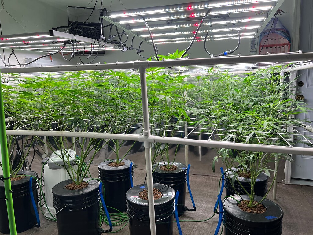 Help with pump for draining buckets hydro - Hydroponics - ILGM Forum