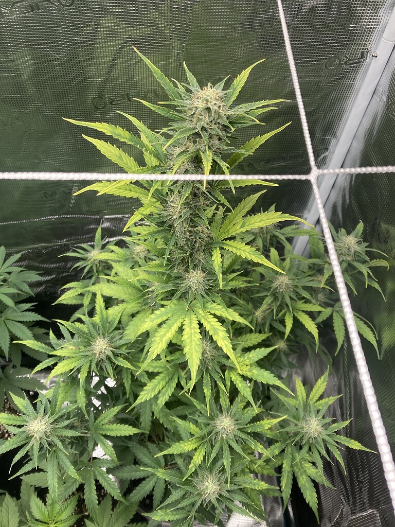 Yellow leaves week 9 autoflower - Page 2 - Autoflowers - ILGM Forum