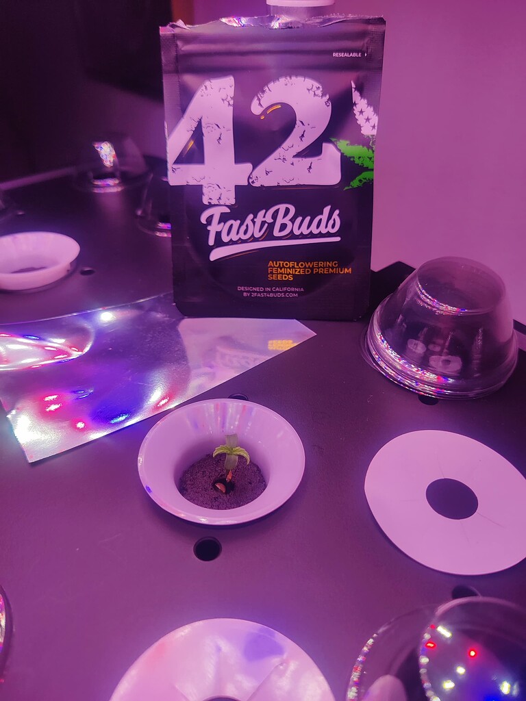 Amnesia autoflower - Indoor Growing - ILGM Forum