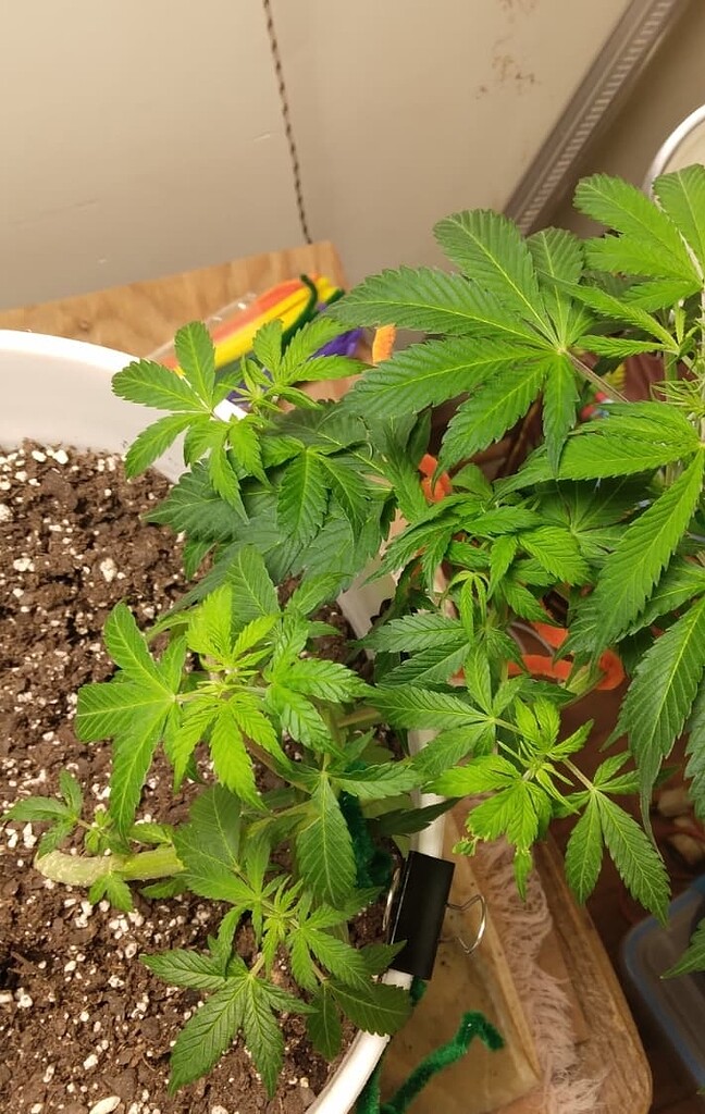 Still got to grow but looks to flowering - Autoflowers - ILGM Forum