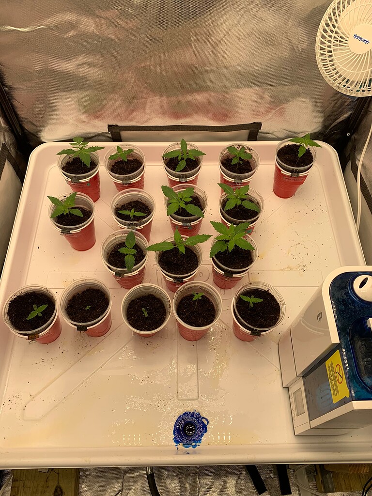 AfgVet’s Continuous SCROG Journal - Grow Journals - I Love Growing ...