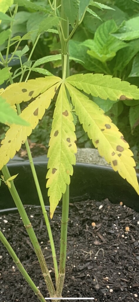 Yellowing leaves with brown spots - Diseases - I Love Growing Marijuana Forum