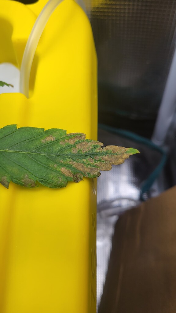 Deformed leaves on my 3wk old seedlings - Seedling - ILGM Growers Forum ...