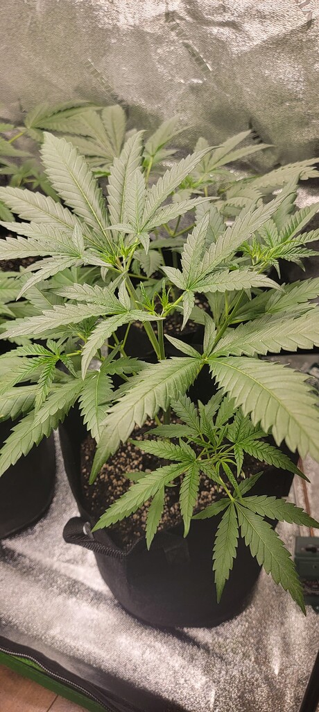After Topping Should I Wait Before Switching To Flower Grow Cycle I