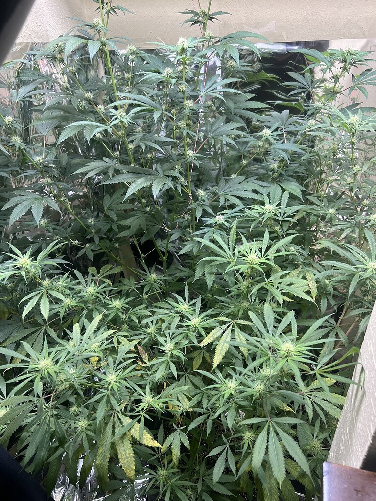 Week 3 going into week 4 - Flowering - ILGM Growers Forum | Free ...