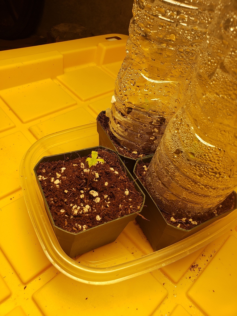 GSC batch 3, last of my GSC seeds! - Grow Journals - ILGM Forum