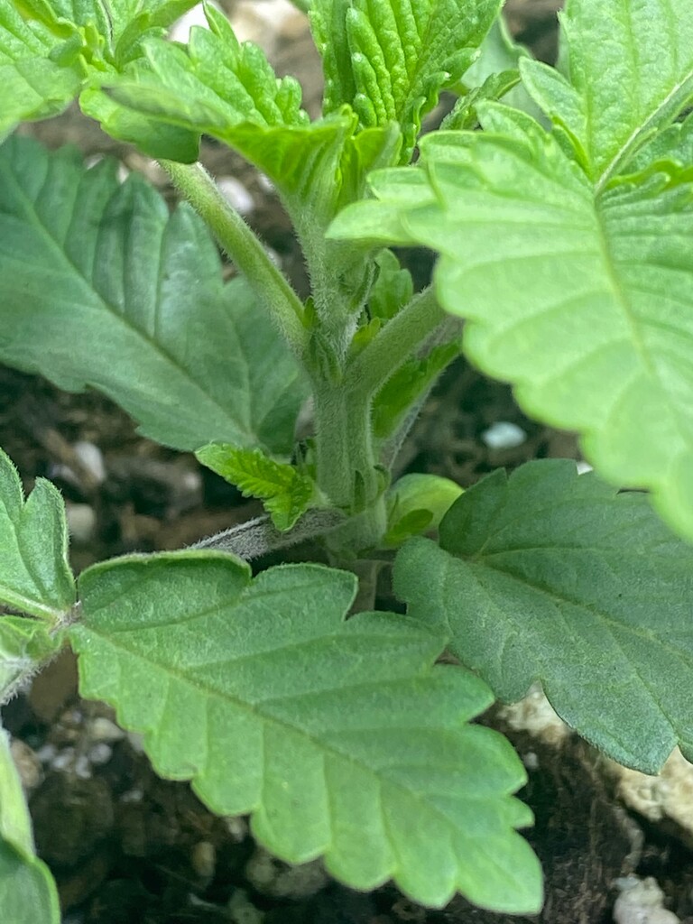 Female? Or is it to early to tell? - Seedling - ILGM Growers Forum ...