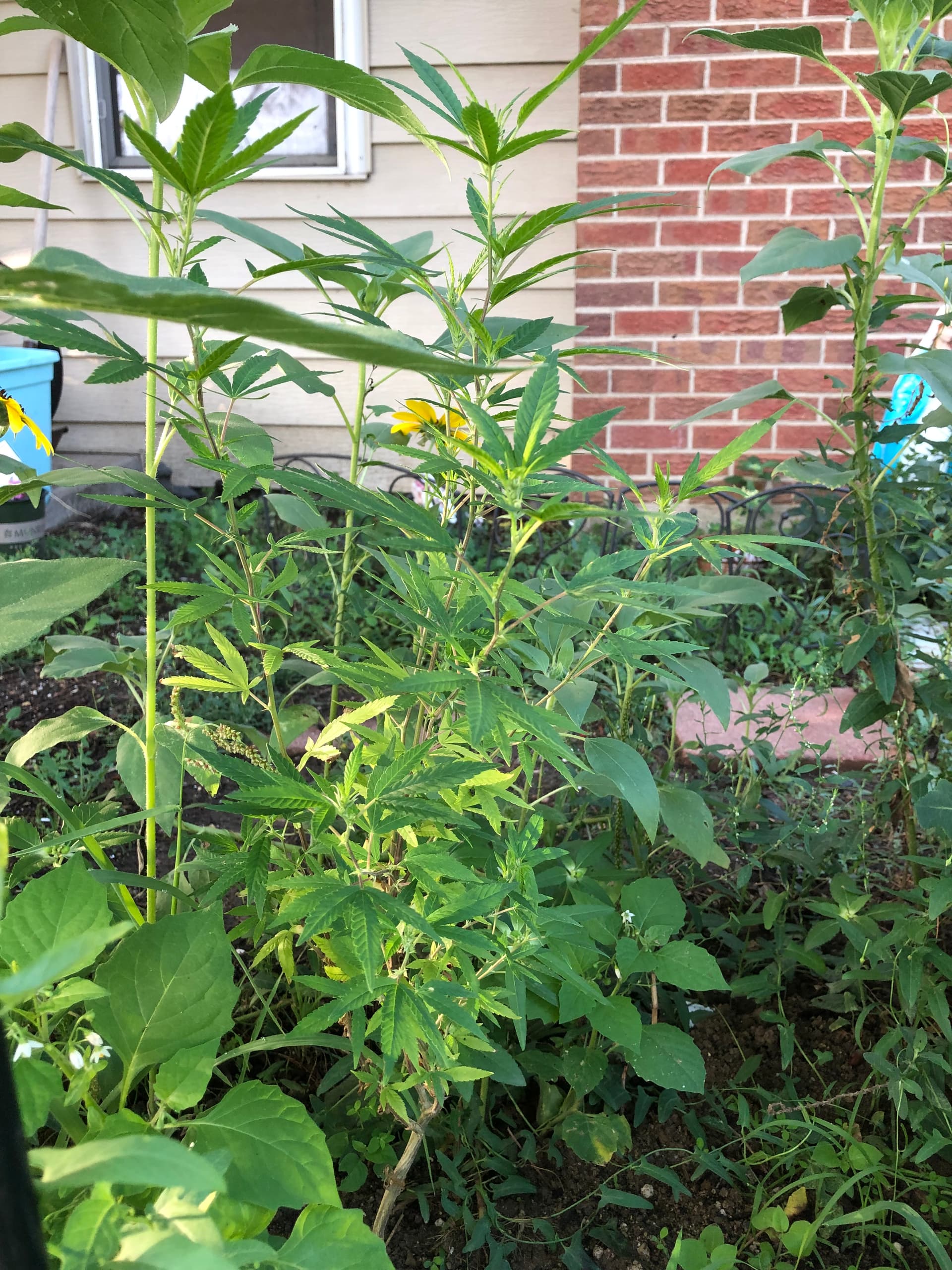 Grand Jane Grows 1322 By JaneQP Grow Journals I Love Growing