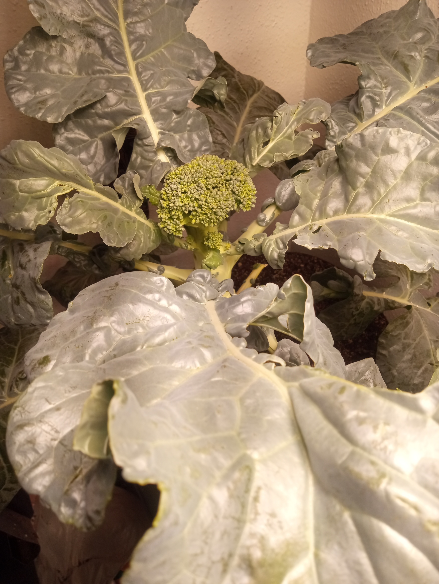 Fastbuds gorilla cookies auto, Tropicana cookies ff, purple lemonade ff ...