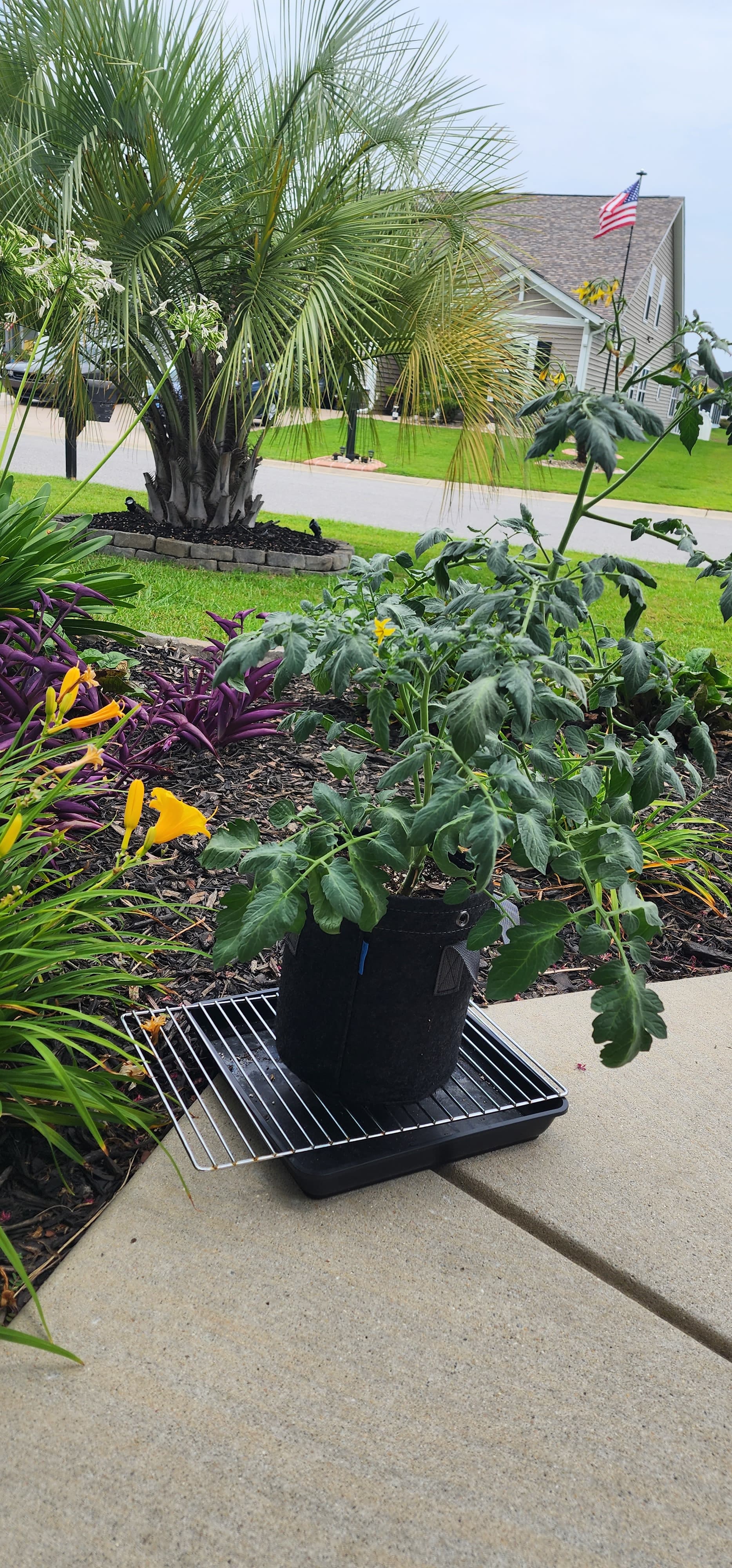AC Infinity Self Watering Fabric Pot Base - Page 6 - Autoflowers - ILGM ...