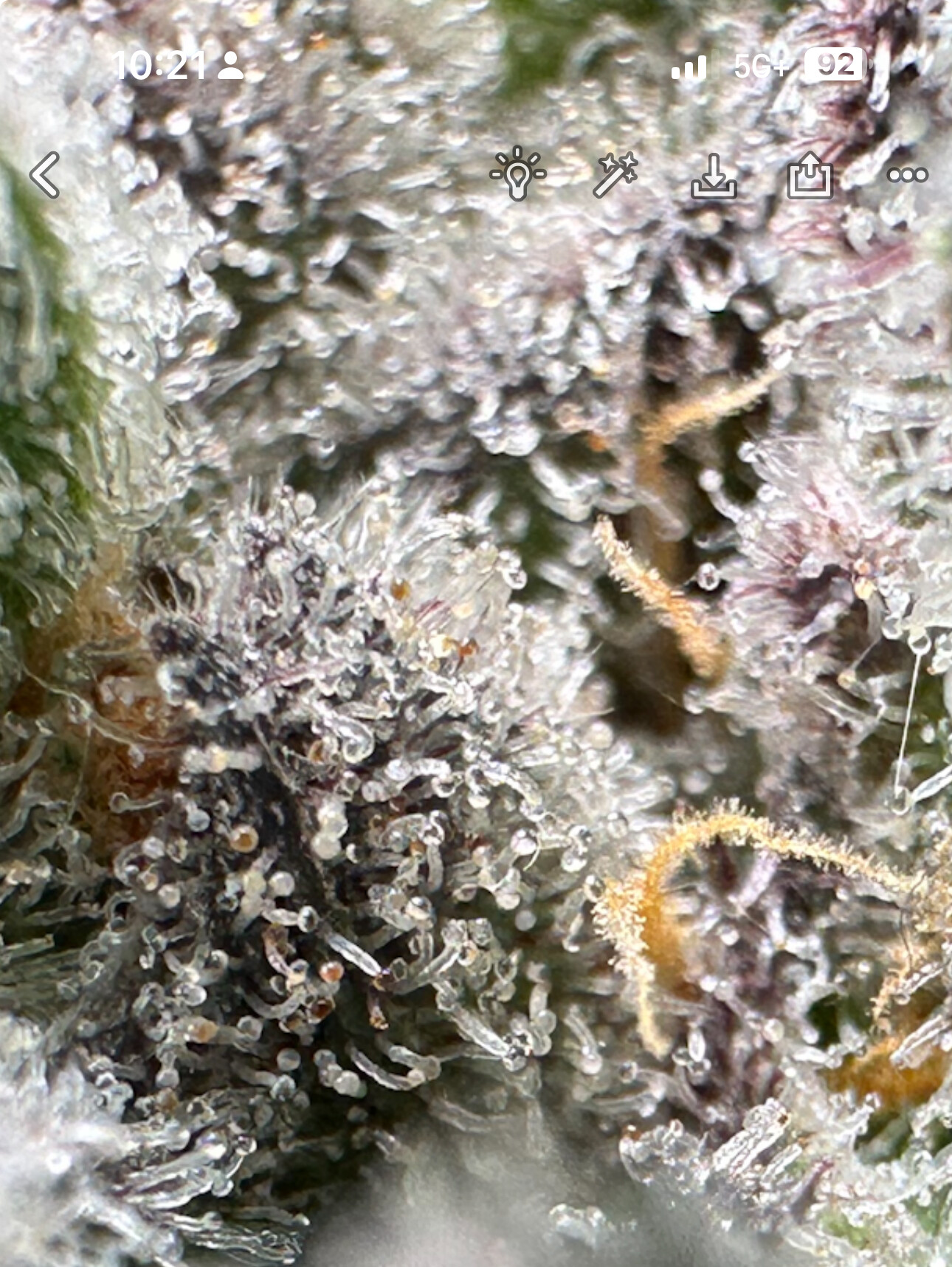 On to the next phase - week 8 flower - Grow Support - ILGM Growers ...