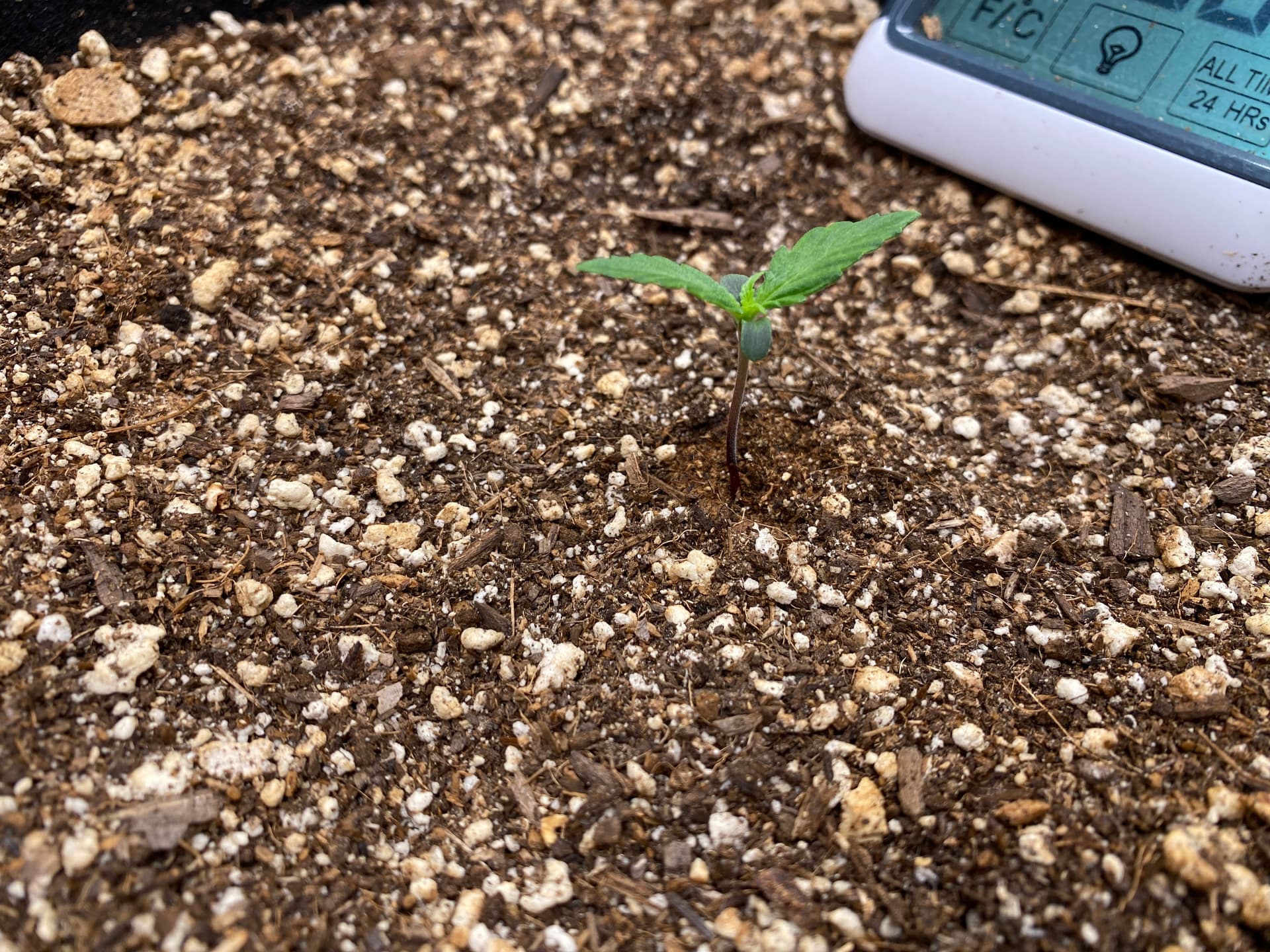 GSC Veg stage starting day - Autoflowers - ILGM Forum