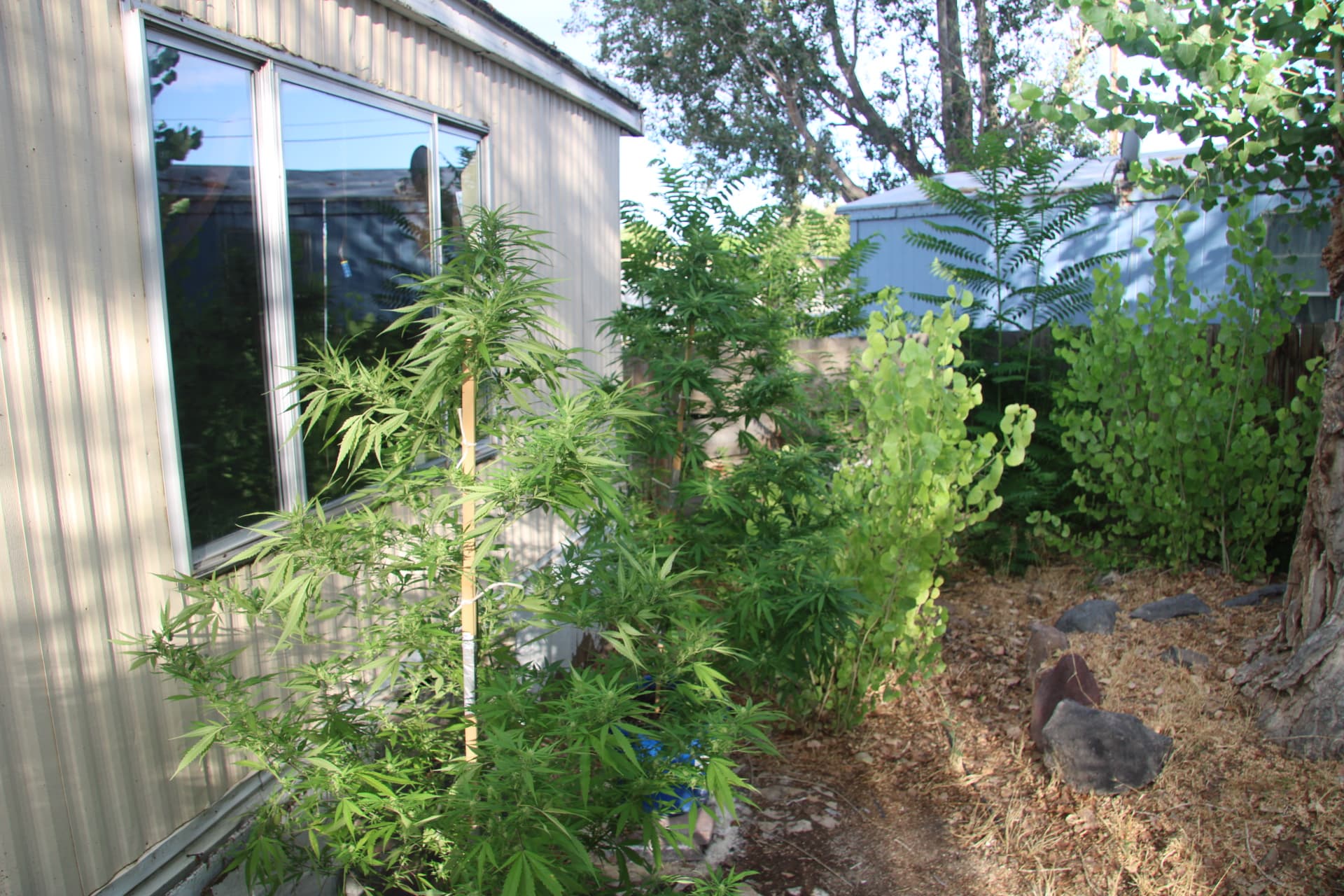 Jack Horror Plant Flowering I Love Growing Marijuana Forum