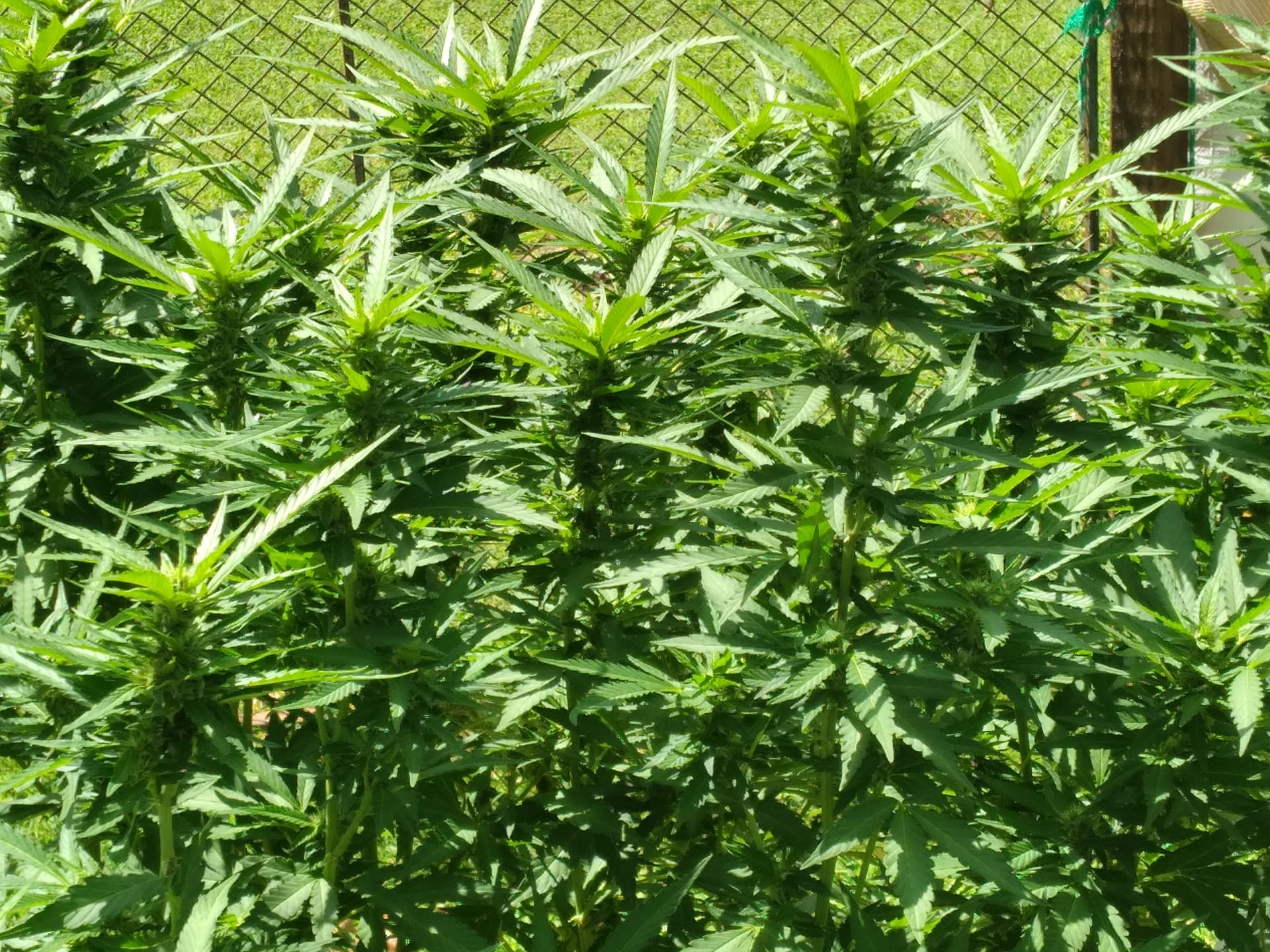 Second attempt. Rabbit manure tea and compost - Outdoor Growing - ILGM ...