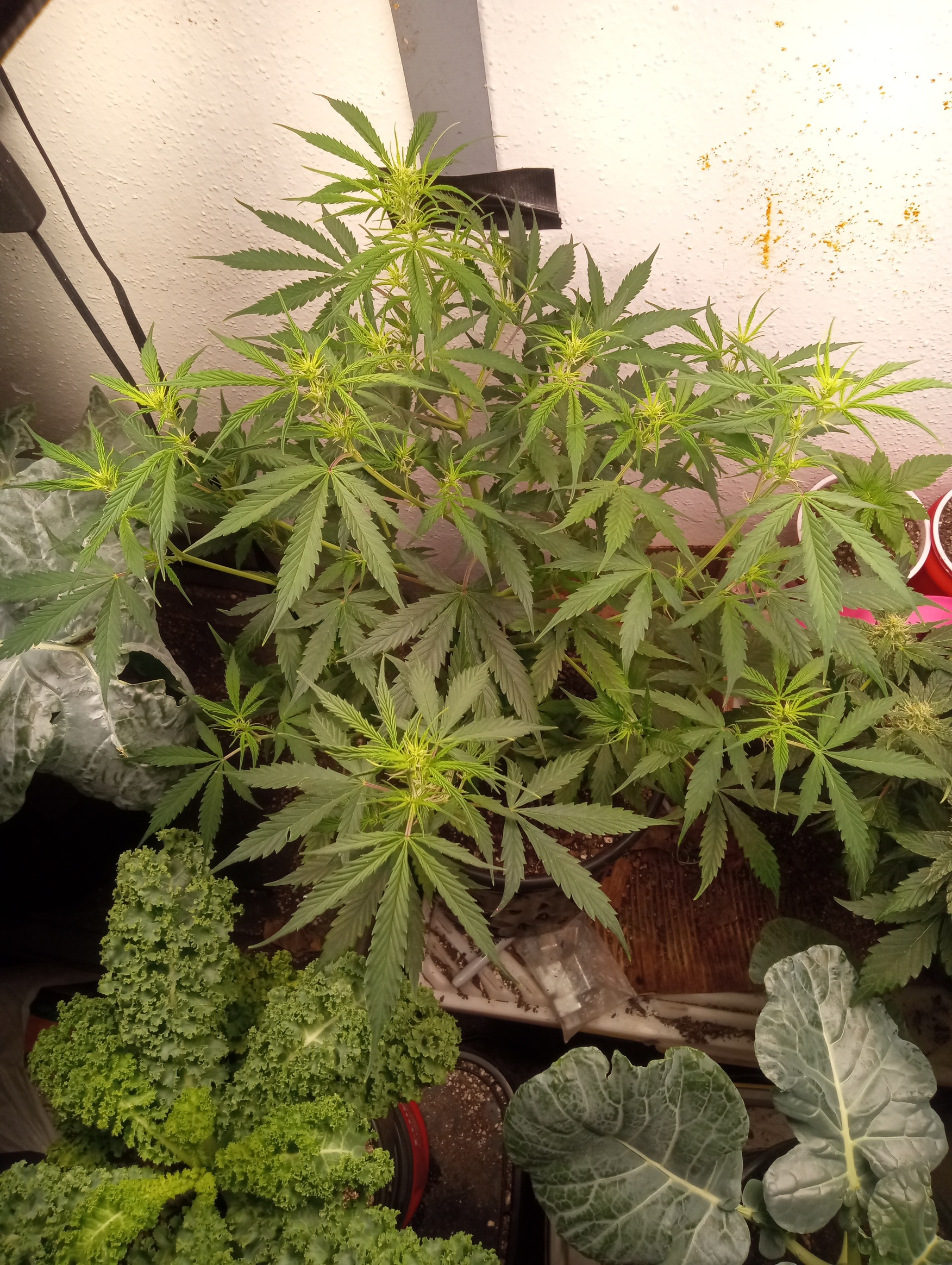 Fastbuds gorilla cookies auto, Tropicana cookies ff, purple lemonade ff ...