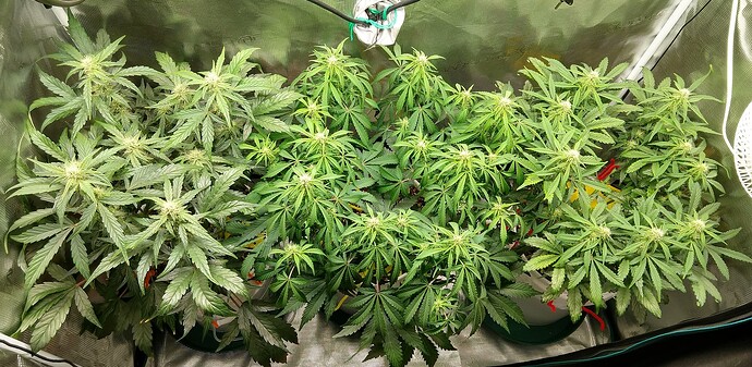Defoliation advice please - Flowering - ILGM Forum