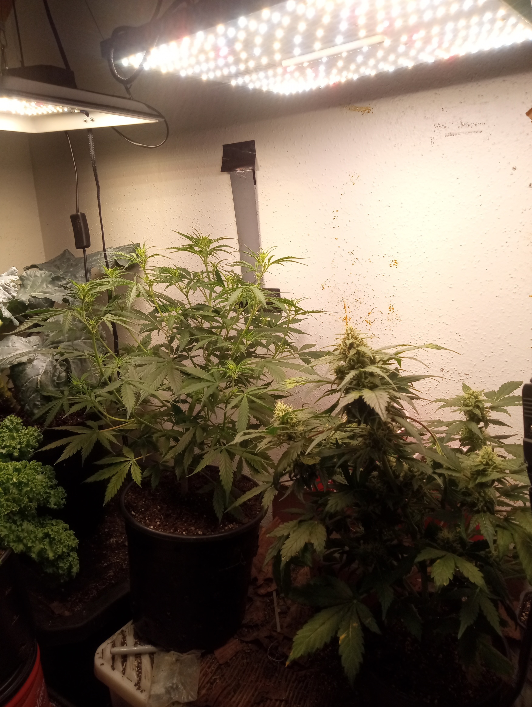 Fastbuds gorilla cookies auto, Tropicana cookies ff, purple lemonade ff ...