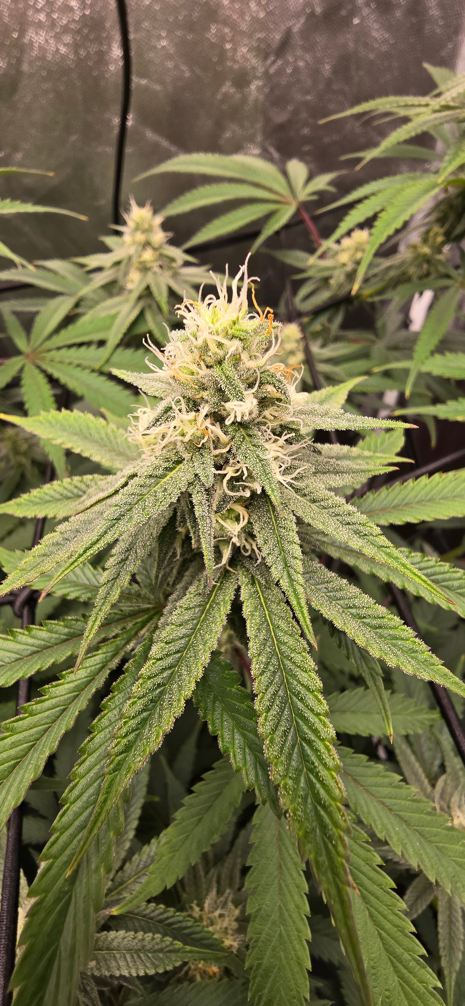 White runtz photo - flower - day 18 - Flowering - ILGM Forum