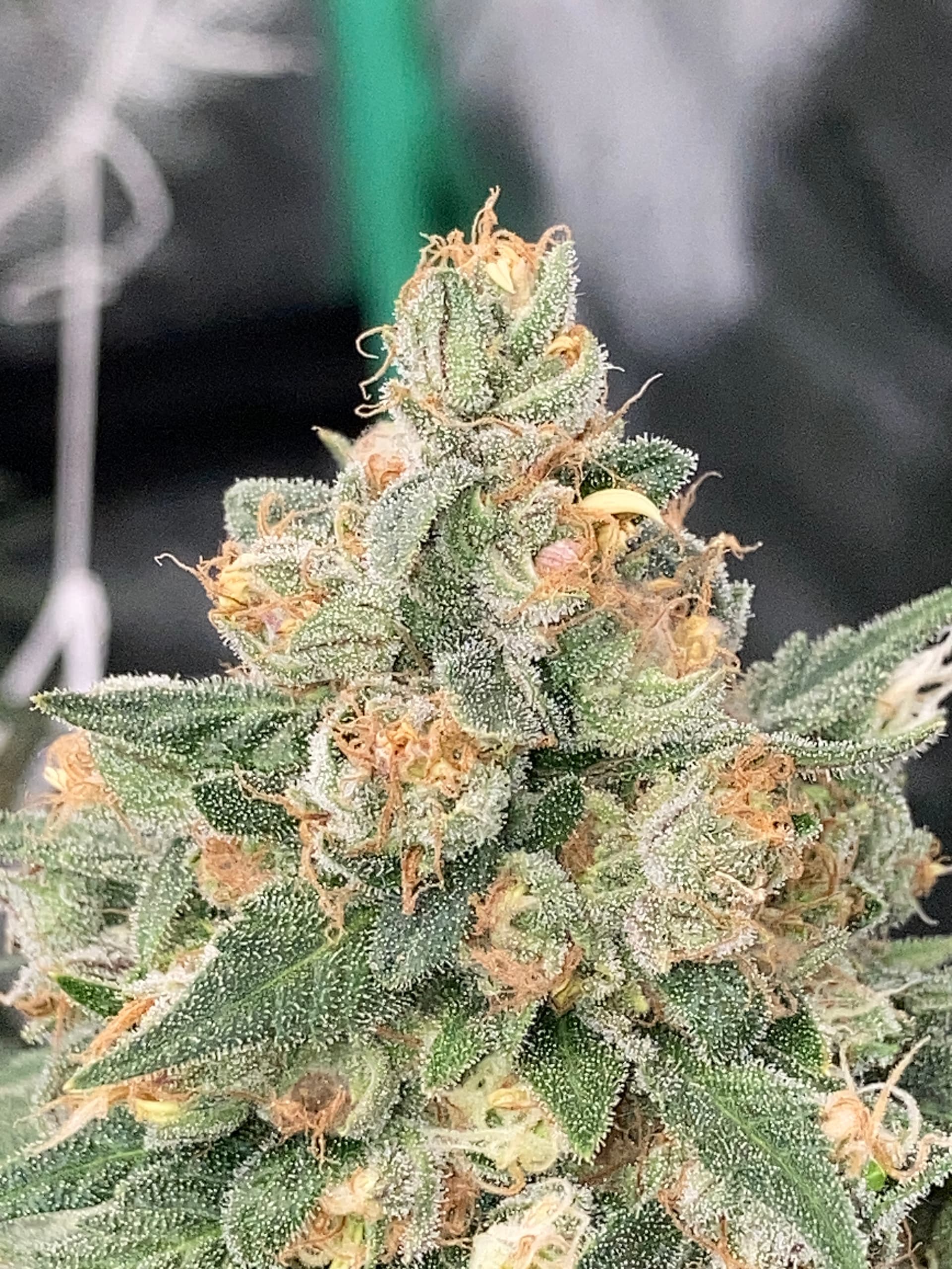 Close up spider webs? - Harvesting - I Love Growing Marijuana Forum