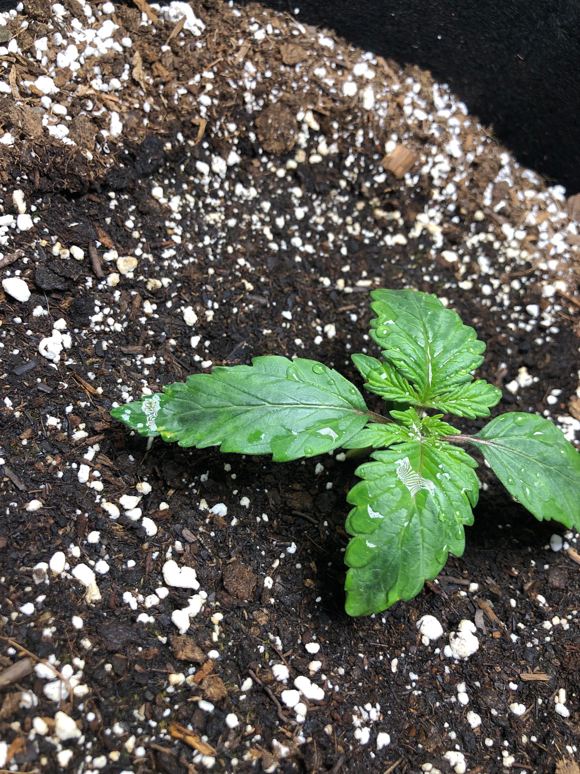 Help deformed plant! - Troubleshooting - ILGM Growers Forum | Free ...