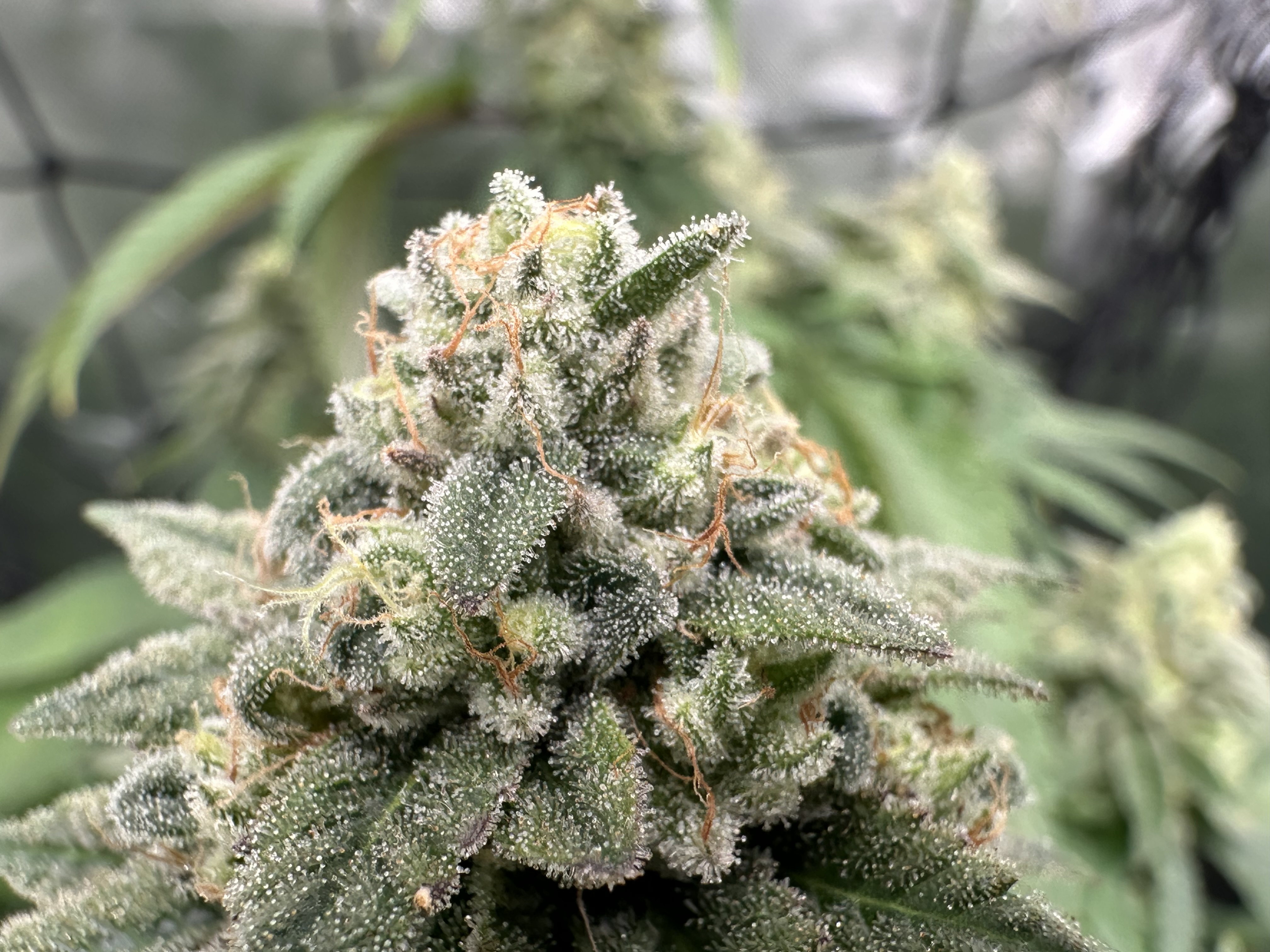 On to the next phase - week 8 flower - Grow Support - ILGM Growers ...