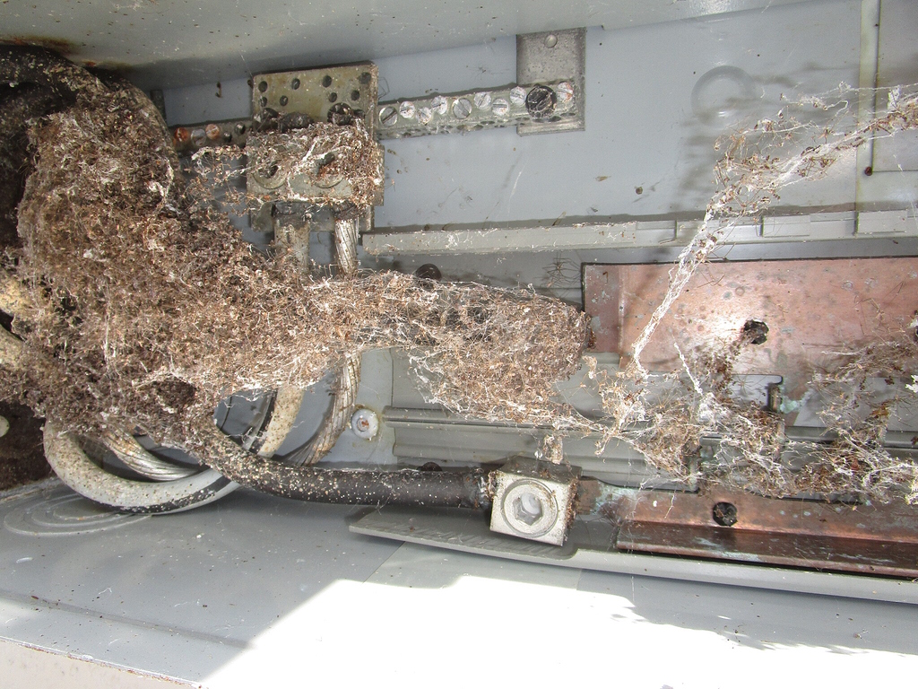 Spiders in servie panel - Electrical Inspections - InterNACHI®️ Forum