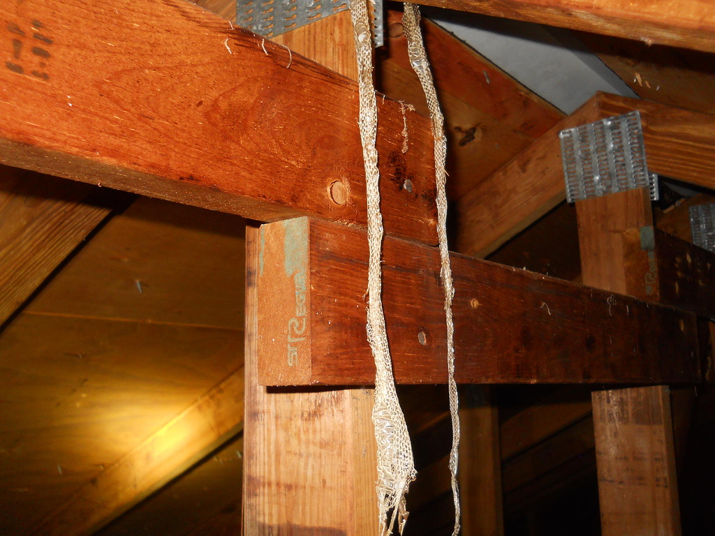 Snakes in the Attic - InterNACHI®️ Forum