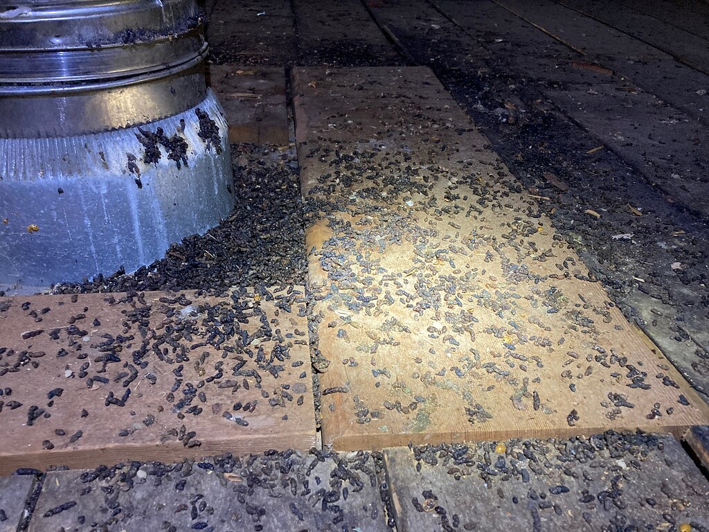 Bat feces or not? - InterNACHI®️ Forum