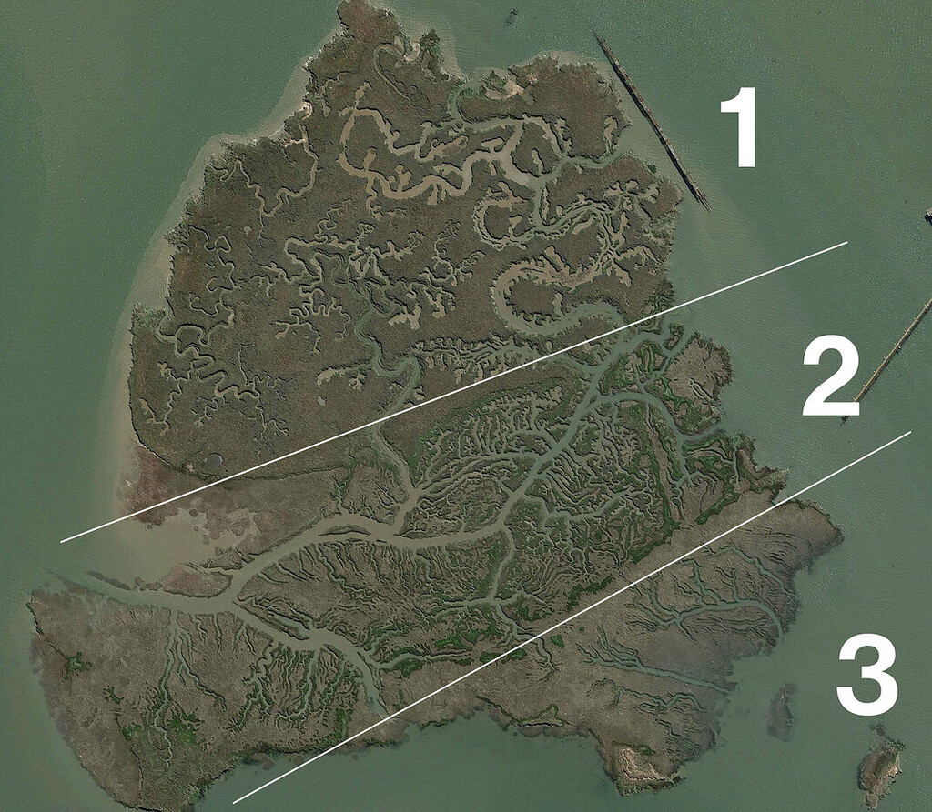 How to create this organic pattern? - Grasshopper - McNeel Forum