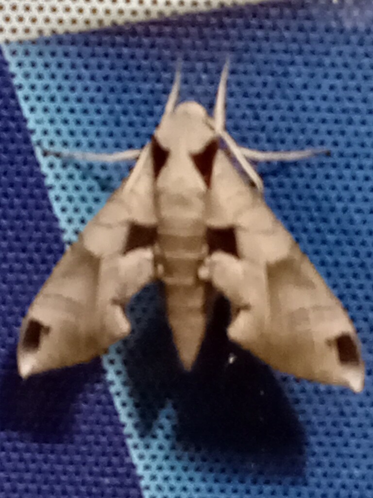 The giant wood moth of Kansas - Lounge - Schizophrenia.com