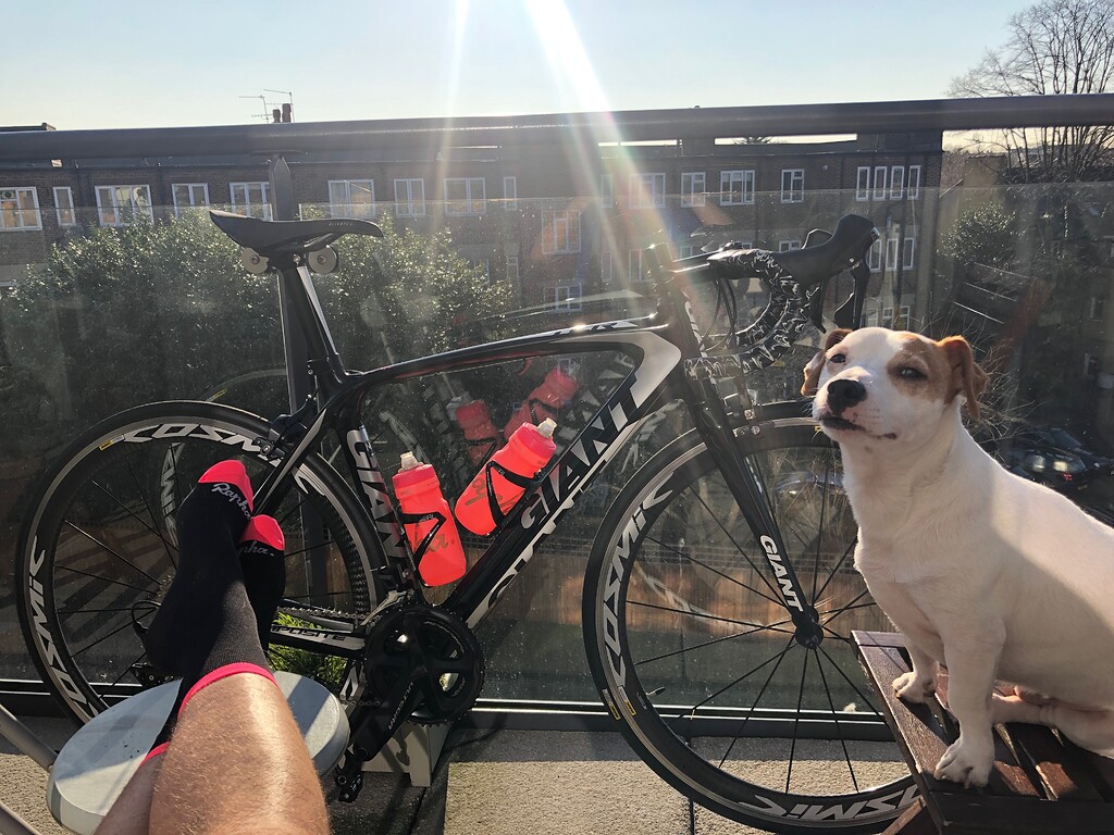 Show us your Dogs, Puppies & Pooches - Page 5 - TrainerRoad